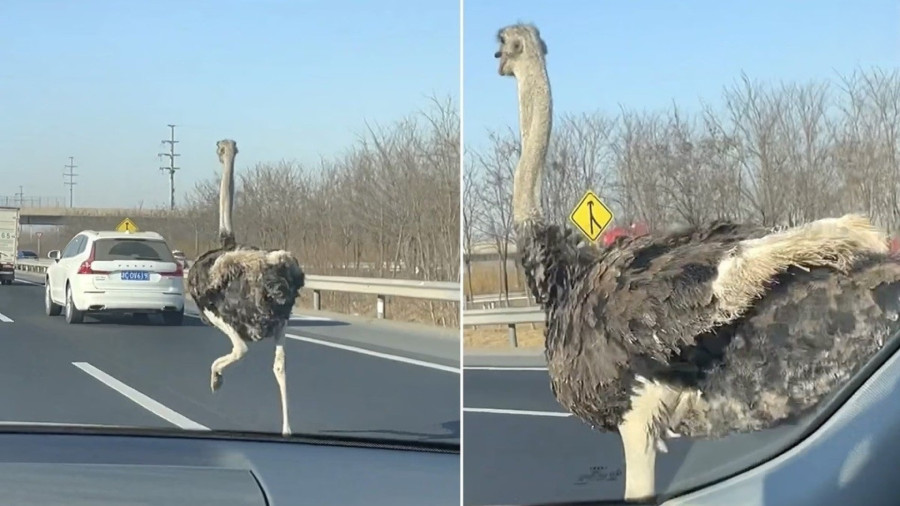 وحشت مردم از شتر مرغ فراری از باغ وحش